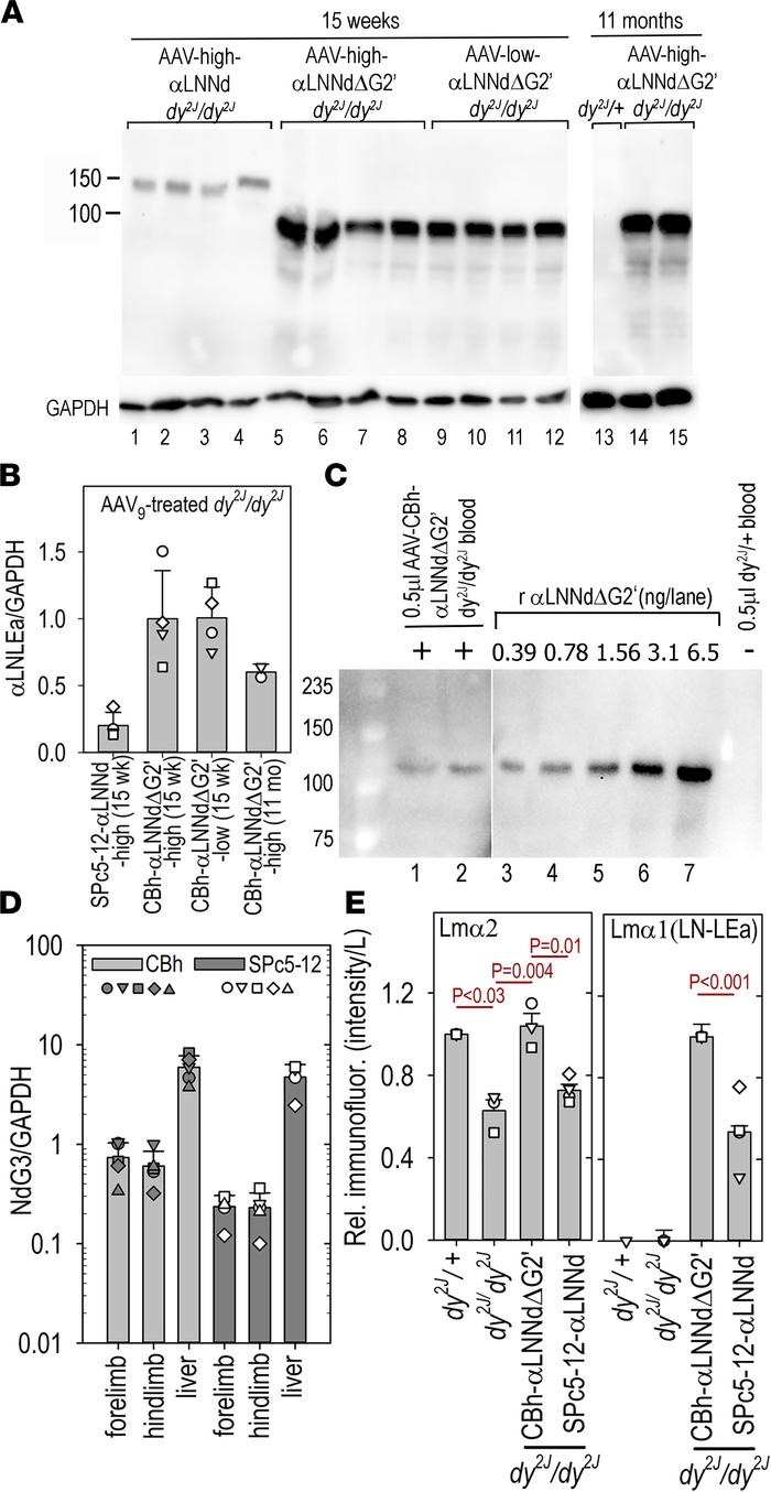 JCI Insight - Amelioration of muscle and nerve pathology of Lama2 ...
