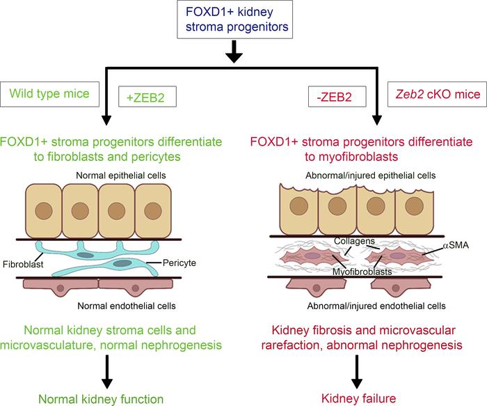 JCI Insight - ZEB2 controls kidney stromal progenitor differentiation ...