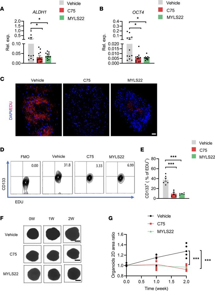 JCI Insight - Lipogenesis promotes mitochondrial fusion and maintains ...
