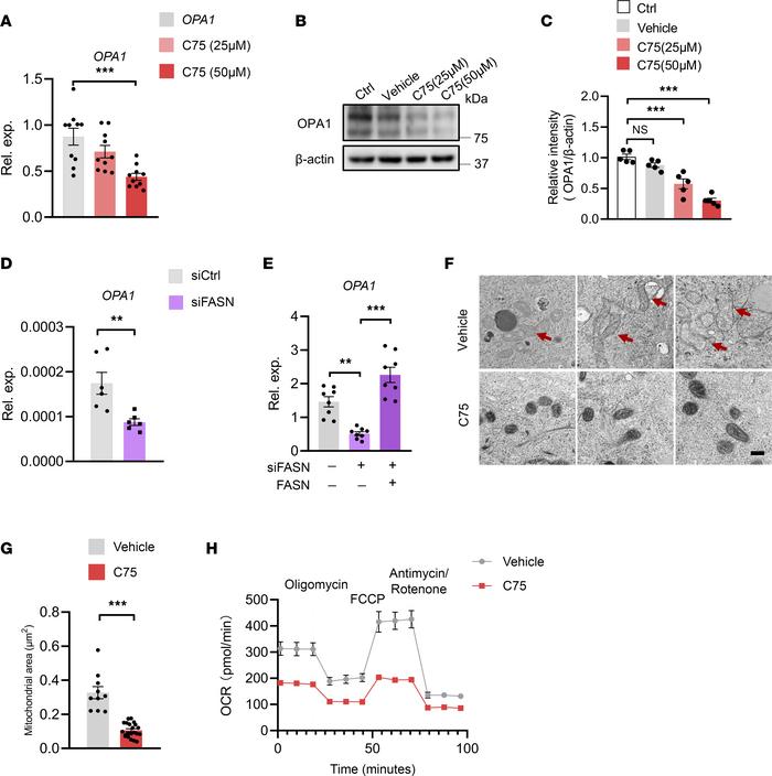 JCI Insight - Lipogenesis promotes mitochondrial fusion and maintains ...