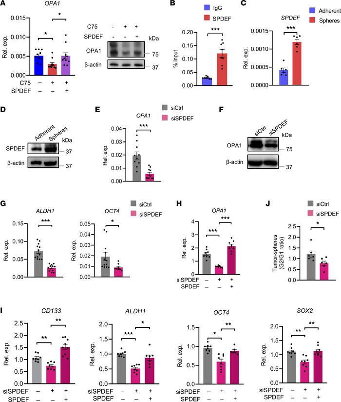 JCI Insight - Lipogenesis promotes mitochondrial fusion and maintains ...