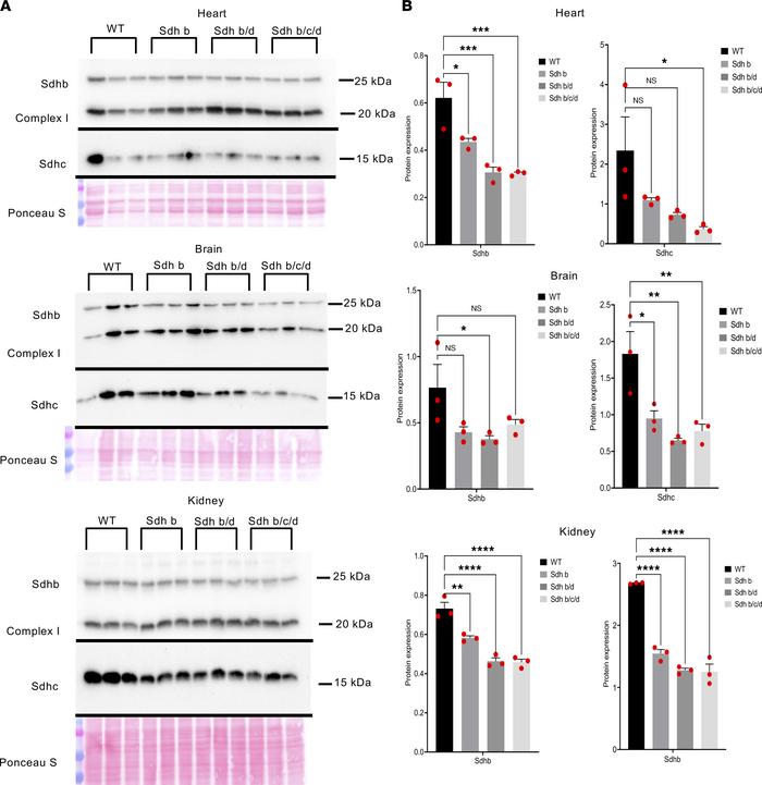 JCI Insight - Succinate dehydrogenase inversely regulates red cell ...