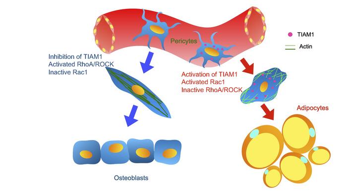 JCI Insight - TIAM1 acts as an actin organization regulator to control ...
