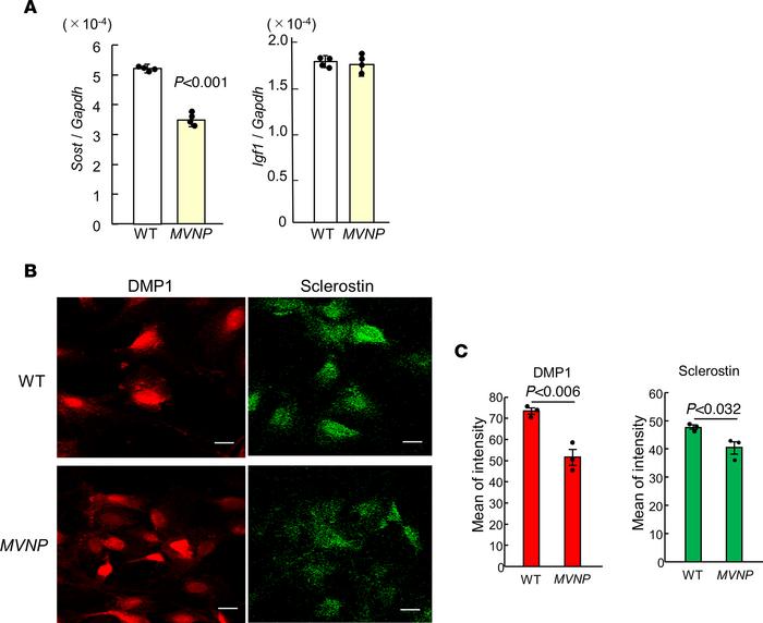 JCI Insight - Osteoclast-derived IGF1 induces RANKL production in ...