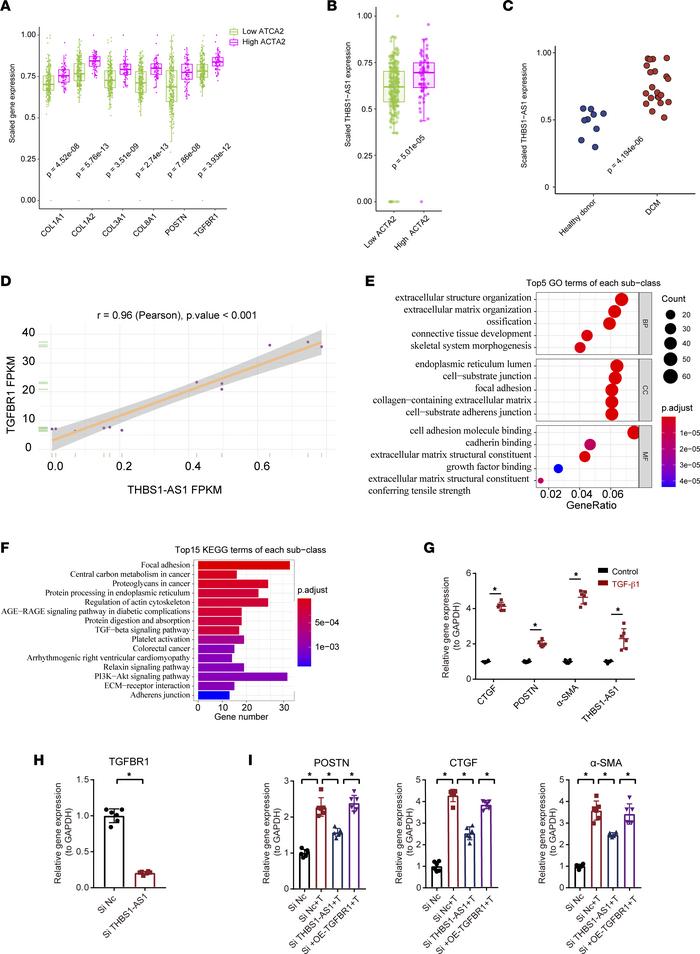 JCI Insight - The long noncoding RNA THBS1-AS1 promotes cardiac ...