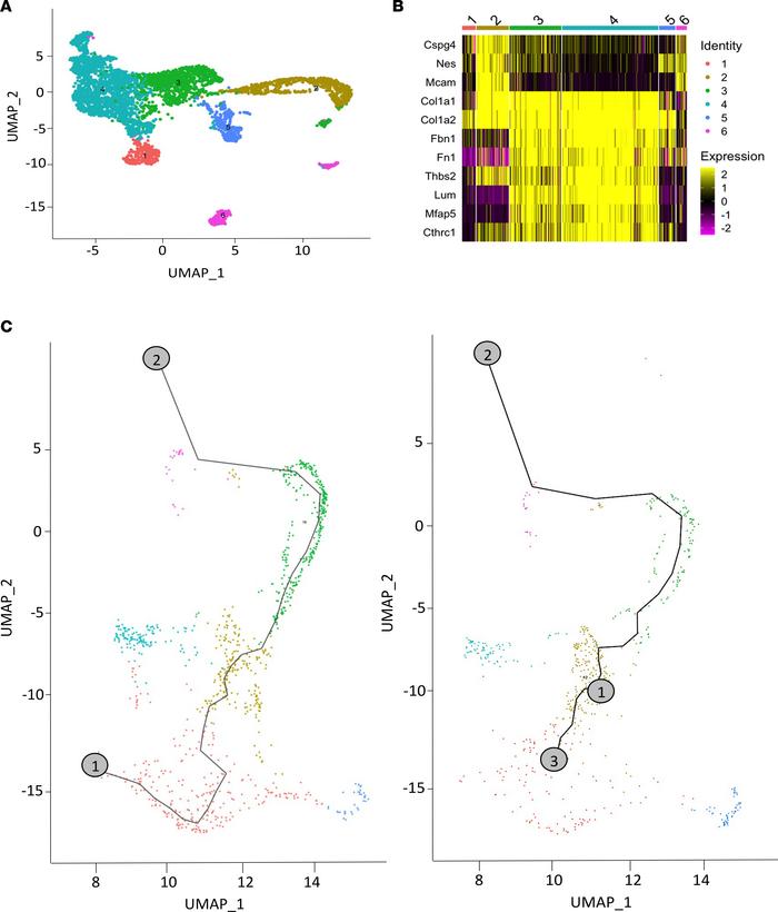 JCI Insight - SARA suppresses myofibroblast precursor ...
