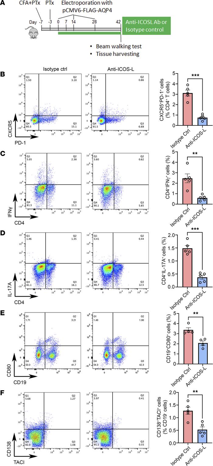 JCI Insight - T follicular helper cells contribute to pathophysiology ...