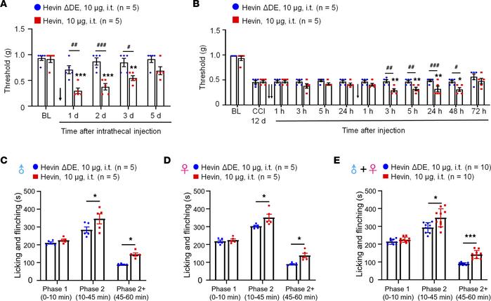 JCI Insight - Hevin/Sparcl1 drives pathological pain through spinal ...