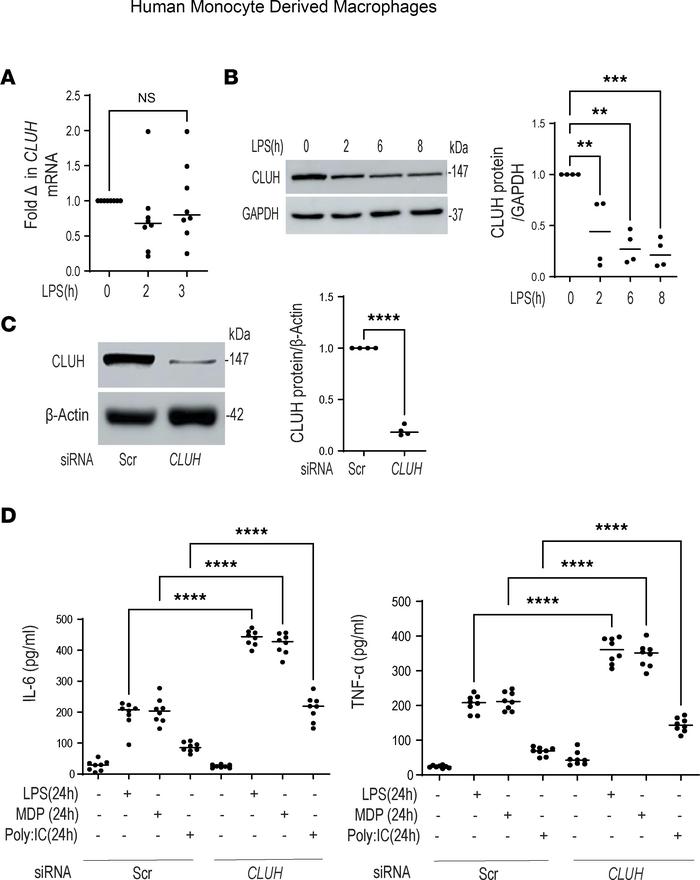 JCI Insight - CLUH functions as a negative regulator of inflammation in ...