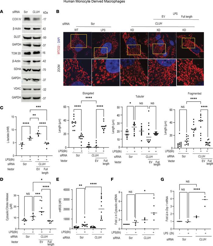 JCI Insight - CLUH functions as a negative regulator of inflammation in ...