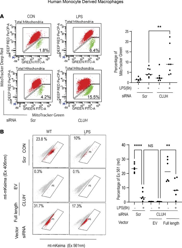 JCI Insight - CLUH functions as a negative regulator of inflammation in ...