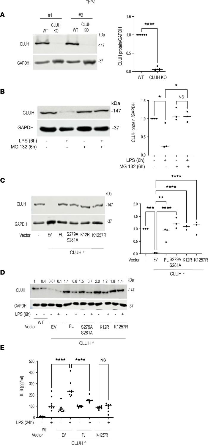 JCI Insight - CLUH functions as a negative regulator of inflammation in ...