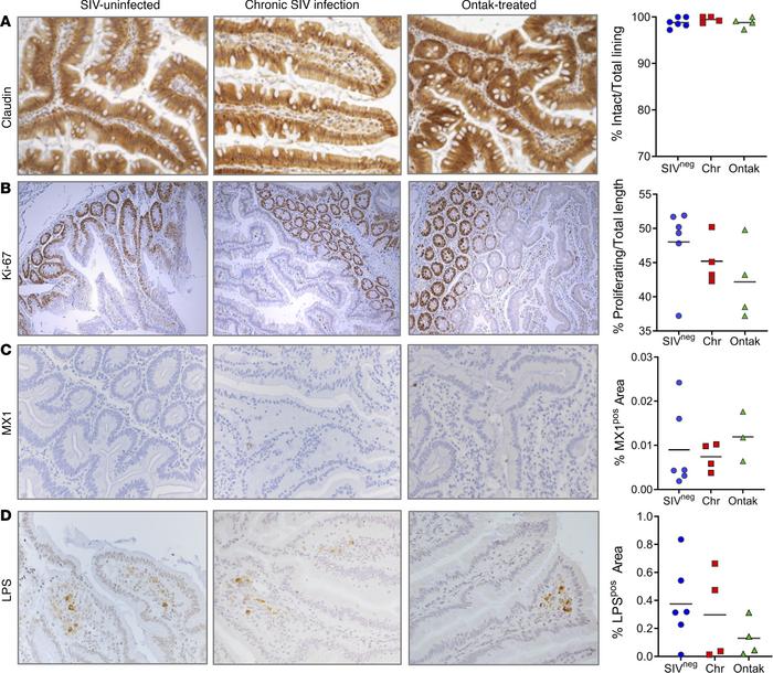 JCI Insight - T cell activation is insufficient to drive SIV disease ...