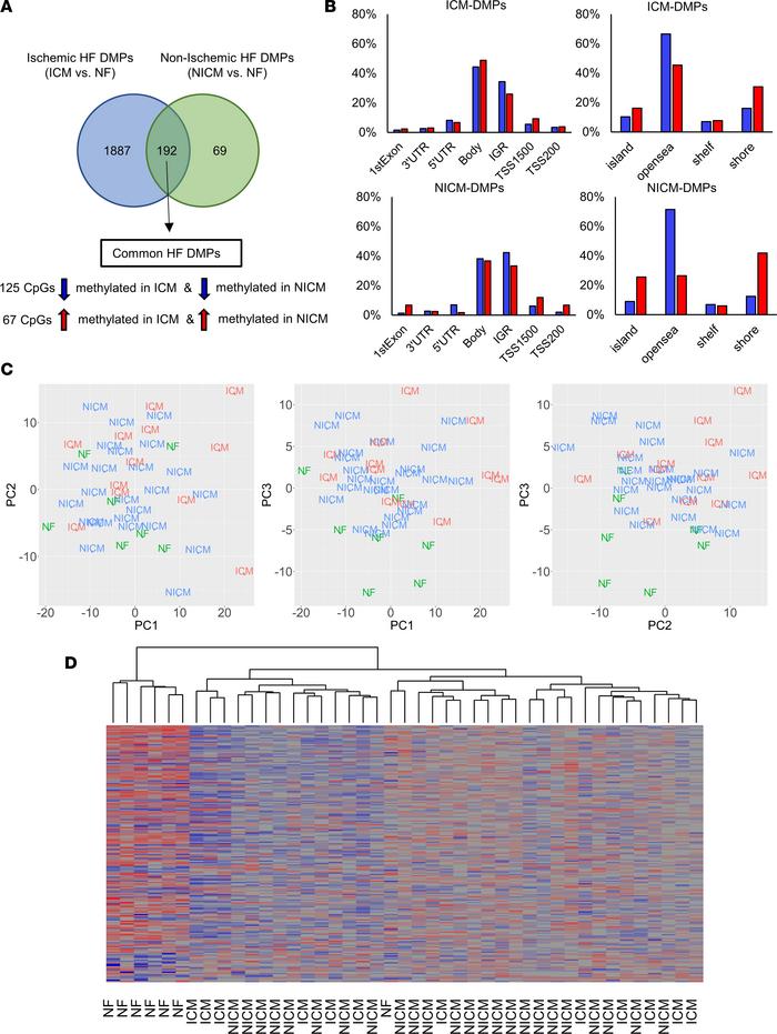JCI Insight - Effect of mechanical unloading on genome-wide DNA methylation profile of the ...