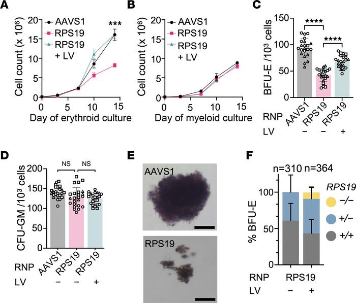 JCI Insight - An RPS19-edited model for Diamond-Blackfan anemia reveals ...