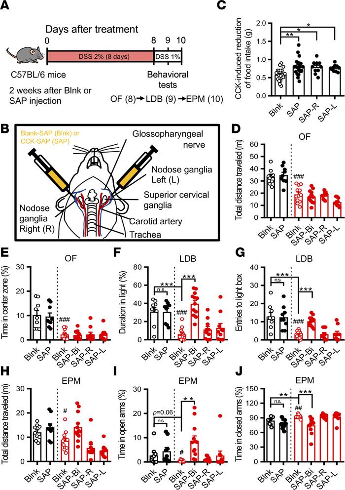 JCI Insight - Gastric vagal afferent signaling to the basolateral ...