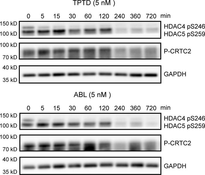 JCI Insight - Comparative study in estrogen-depleted mice identifies ...