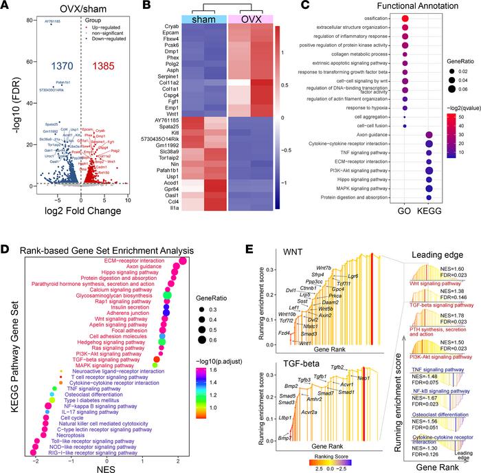 JCI Insight - Comparative study in estrogen-depleted mice identifies ...
