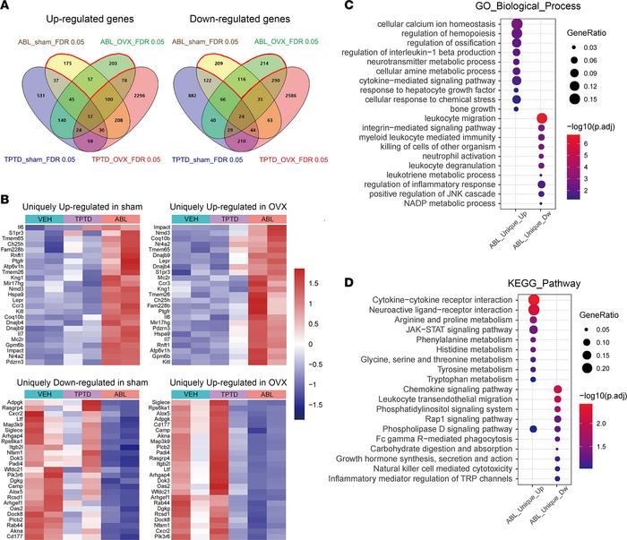 JCI Insight - Comparative study in estrogen-depleted mice identifies ...