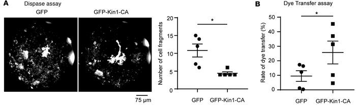 JCI Insight - Essential role of obscurin kinase-1 in cardiomyocyte ...