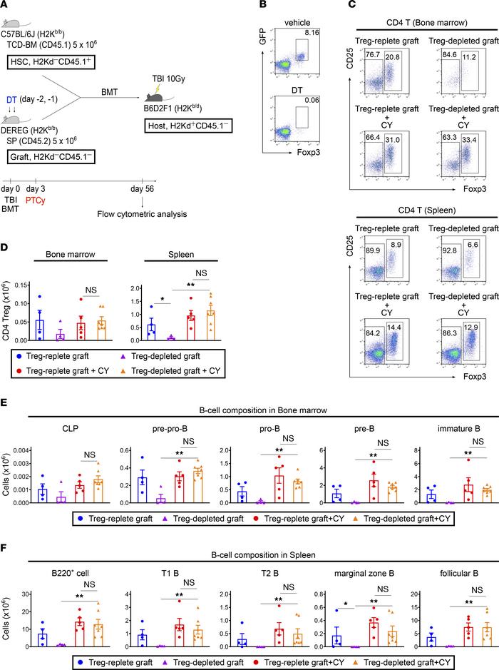 JCI Insight - Hematopoietic stem cell–derived Tregs are essential for maintaining favorable B ...