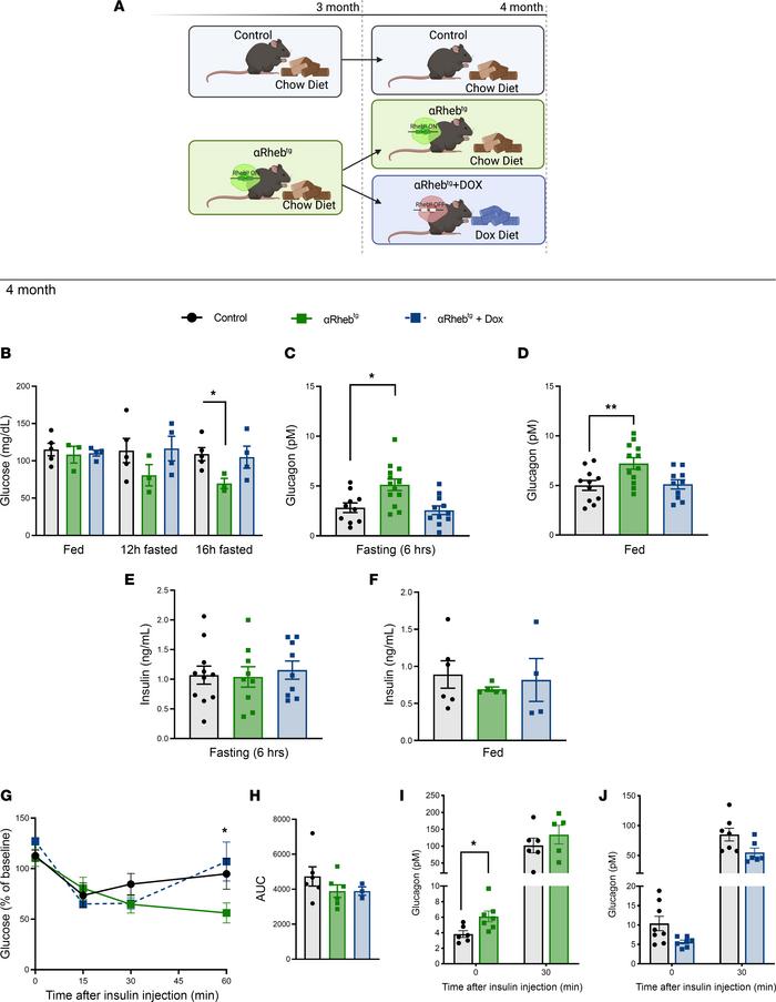 JCI Insight - Time-dependent effects of endogenous hyperglucagonemia on ...