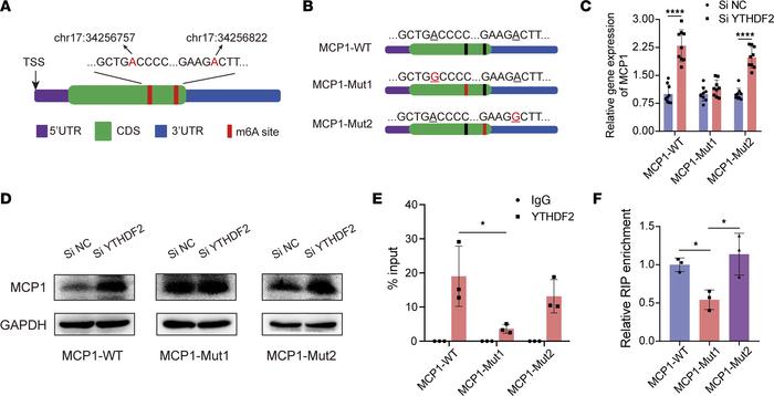 JCI Insight - The m6A methyltransferase METTL16 negatively regulates ...