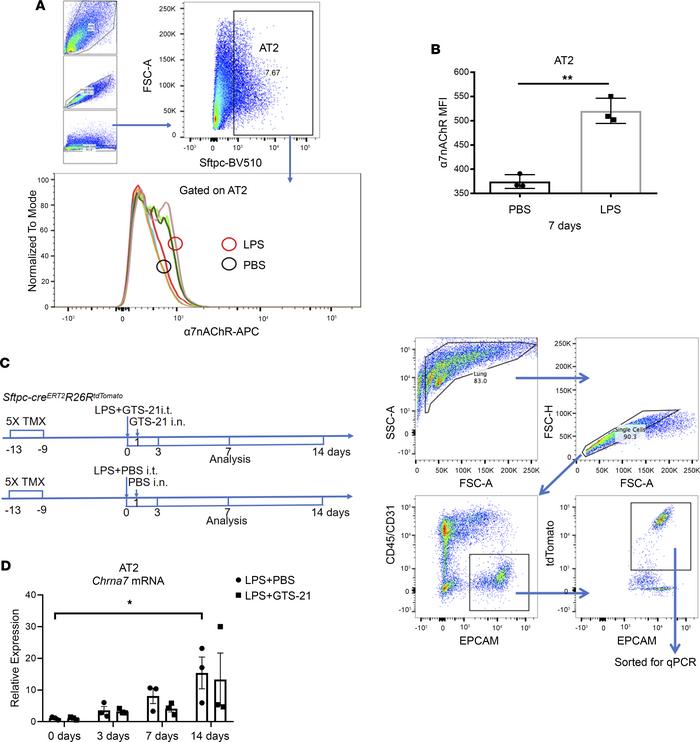 JCI Insight - α7nAChR activation in AT2 cells promotes alveolar ...
