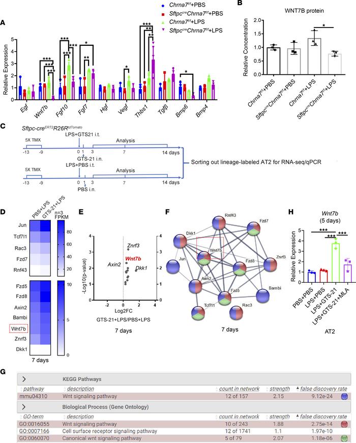 JCI Insight - α7nAChR activation in AT2 cells promotes alveolar ...