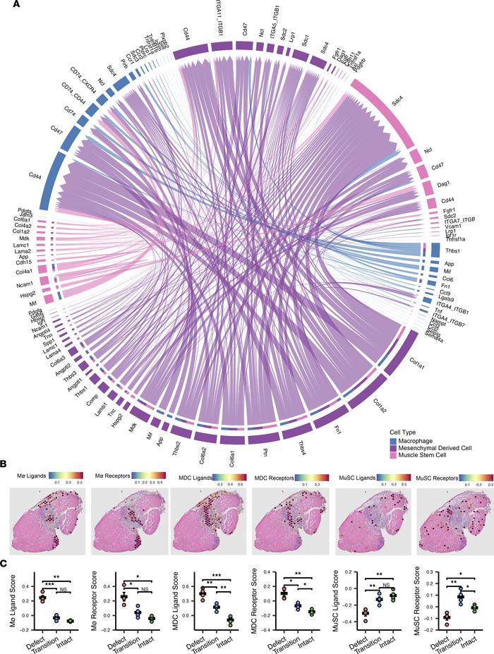 JCI Insight - Spatiotemporal mapping of immune and stem cell ...