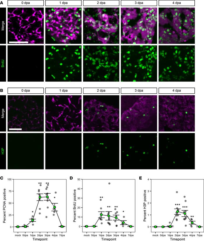 JCI Insight - Biliary epithelial cells are facultative liver stem cells ...