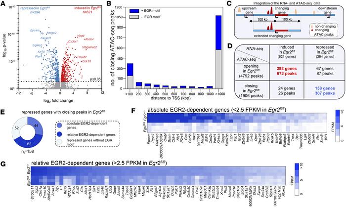 JCI Insight - EGR2 is an epigenomic regulator of phagocytosis and ...