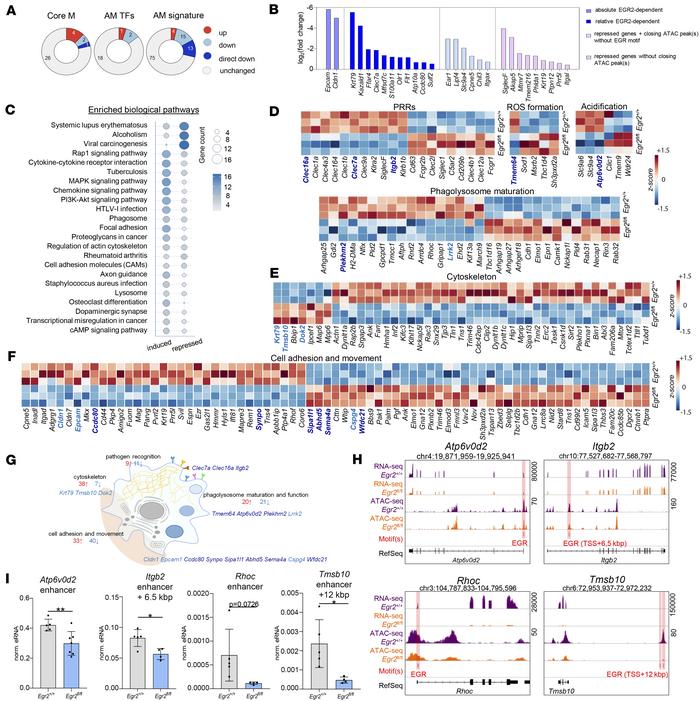 JCI Insight - EGR2 is an epigenomic regulator of phagocytosis and ...