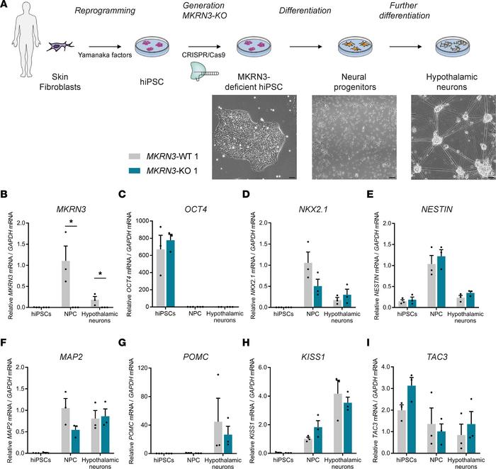 JCI Insight - MKRN3 inhibits puberty onset via interaction with IGF2BP1 ...