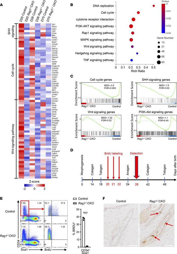 JCI Insight - Ox40-Cre–mediated deletion of BRD4 reveals an unexpected ...