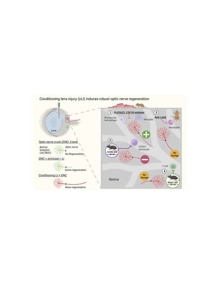 JCI Insight - Full-length optic nerve regeneration in the absence of ...