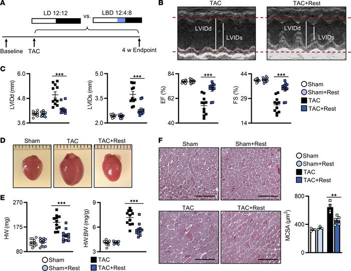 JCI Insight - A brief morning rest period benefits cardiac repair in pressure overload ...