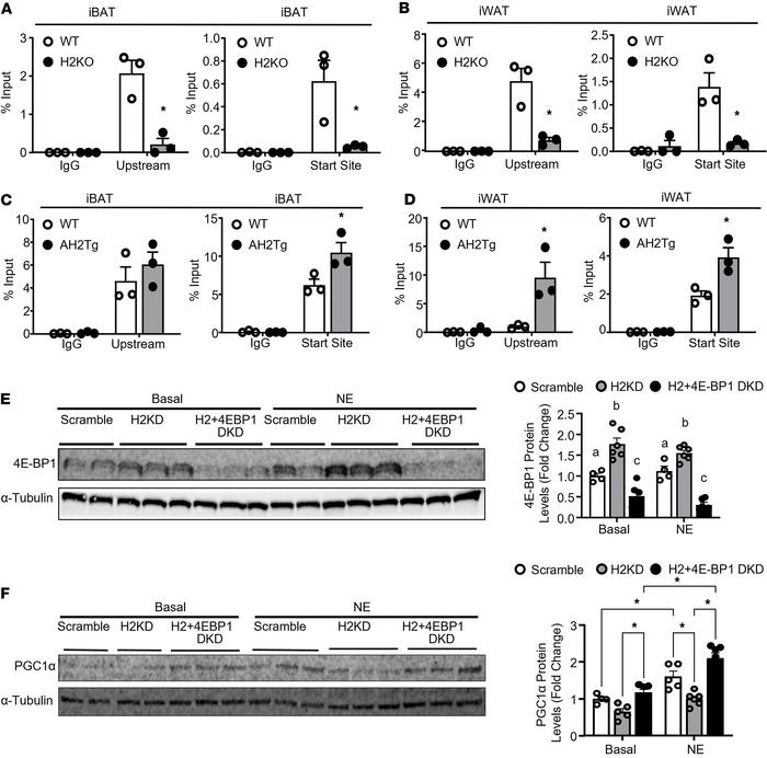 JCI Insight - The histone methyltransferase SUV420H2 regulates brown ...