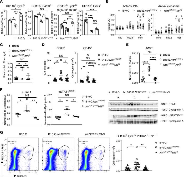 JCI Insight - NCF1-dependent production of ROS protects against lupus ...