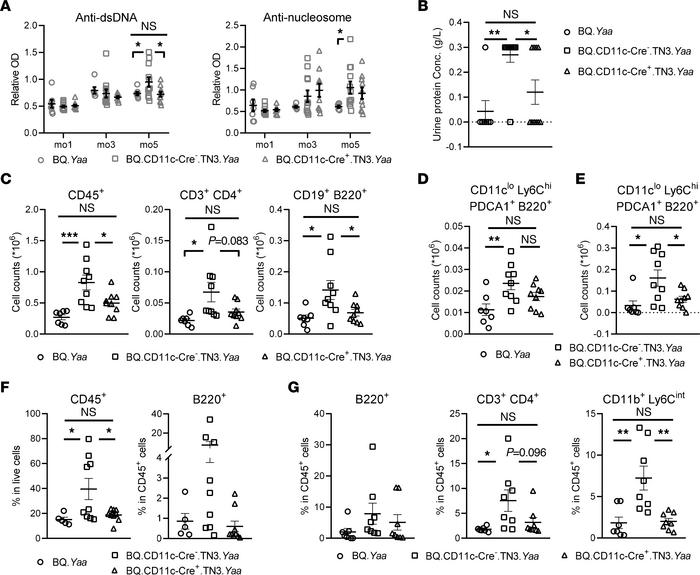 JCI Insight - NCF1-dependent production of ROS protects against lupus ...