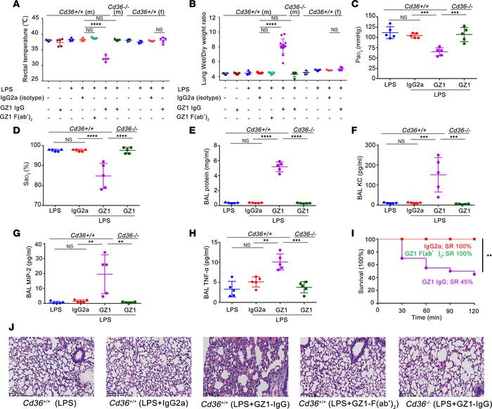 JCI Insight - Mechanism and intervention of murine transfusion-related ...
