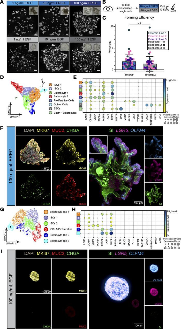 JCI Insight - EPIREGULIN creates a developmental niche for spatially ...
