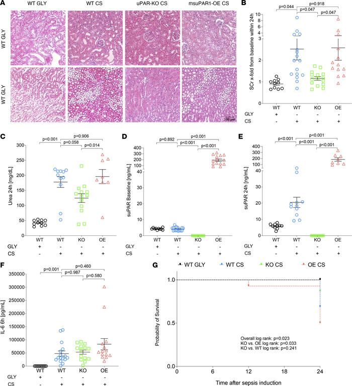 JCI Insight - suPAR links a dysregulated immune response to tissue ...