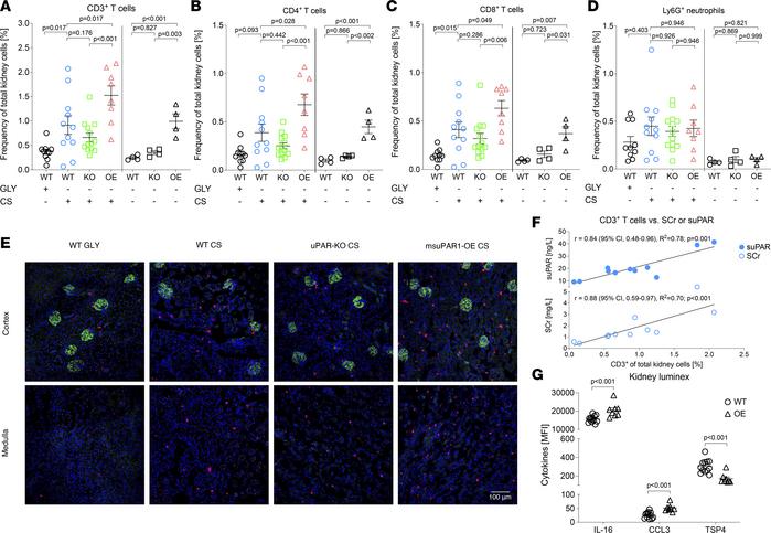 JCI Insight - suPAR links a dysregulated immune response to tissue ...