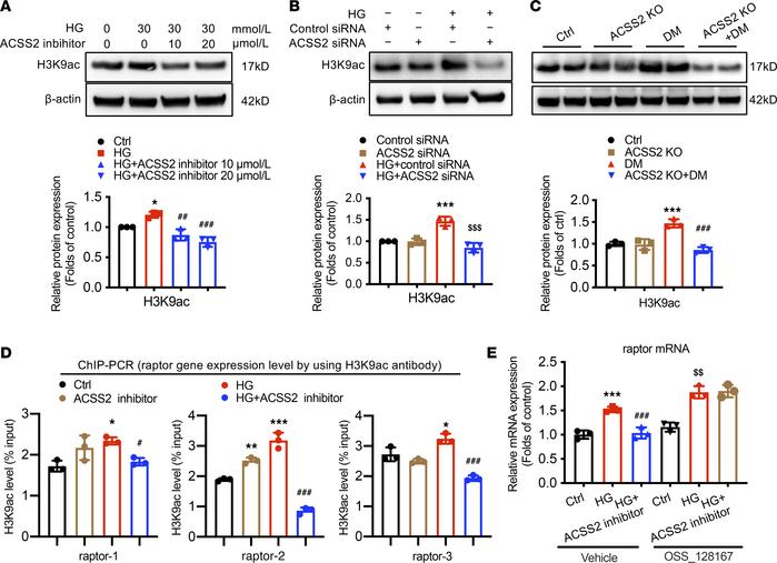 JCI Insight - Activation of acetyl-CoA synthetase 2 mediates kidney ...