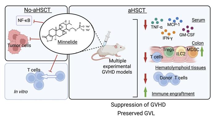JCI Insight - Minnelide suppresses GVHD and enhances survival while ...