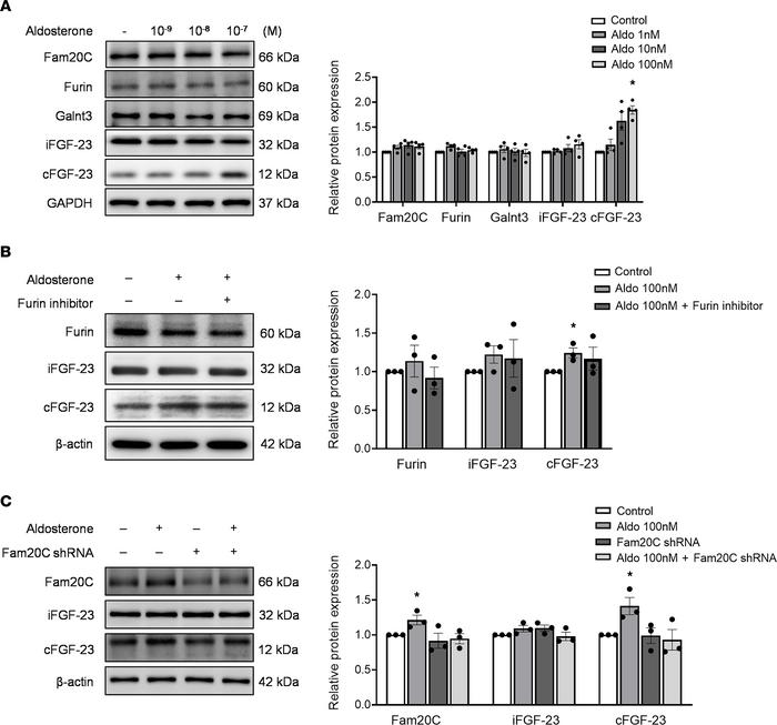 JCI Insight - C-terminal FGF-23 production coupling with aldosterone ...