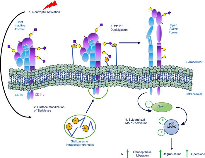 JCI Insight - Sialylation regulates neutrophil transepithelial ...