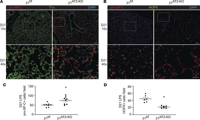 JCI Insight - Alveolar repair following LPS-induced injury requires ...