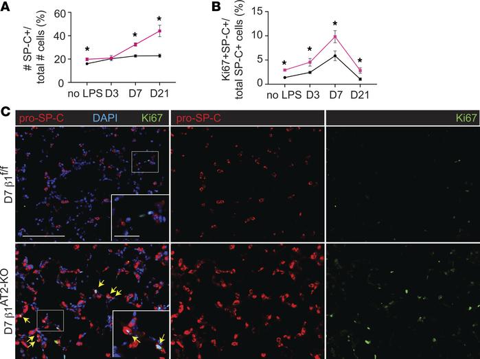 JCI Insight - Alveolar repair following LPS-induced injury requires ...